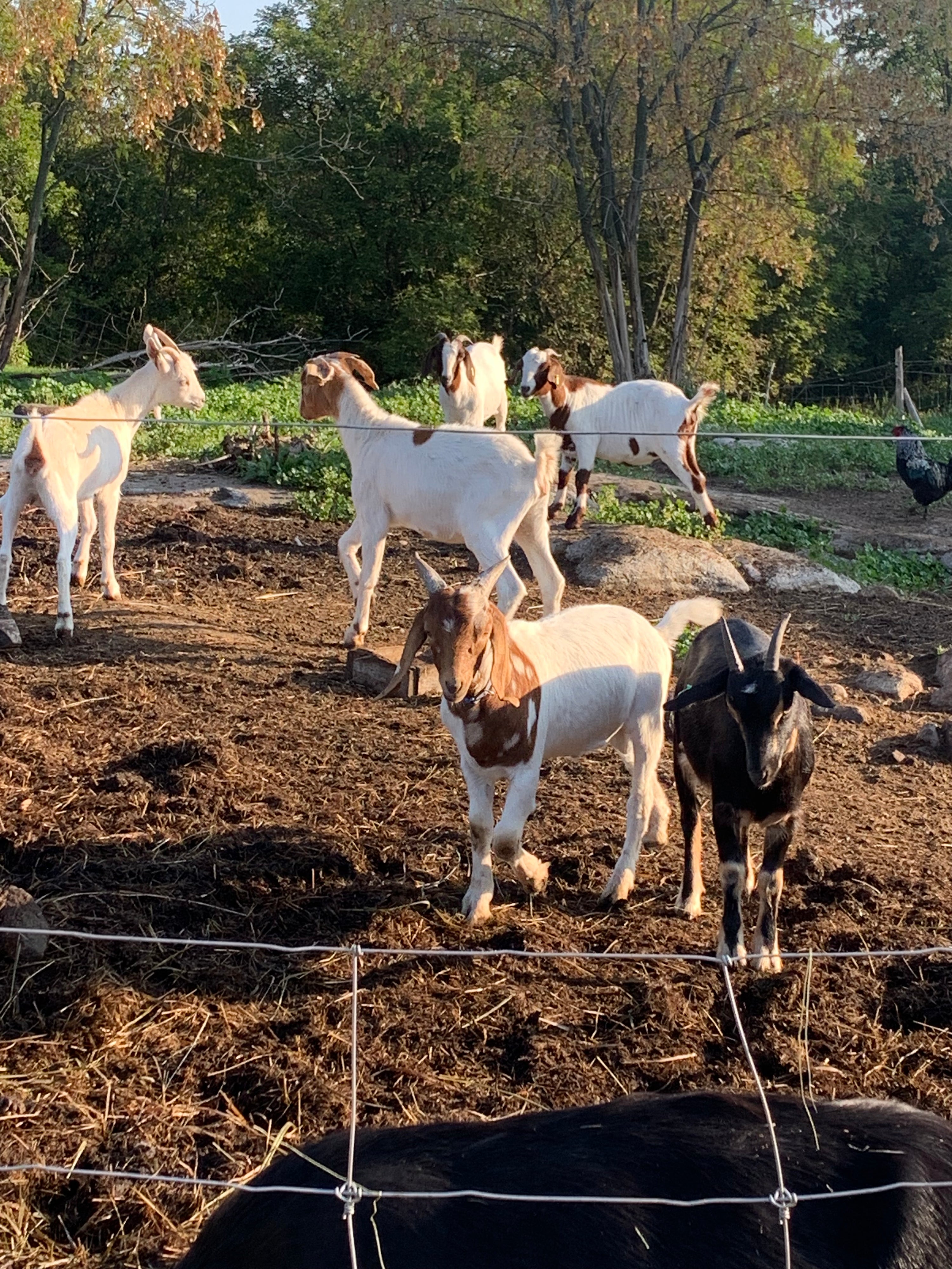 Northern Cross Farms – northerncrossfarms