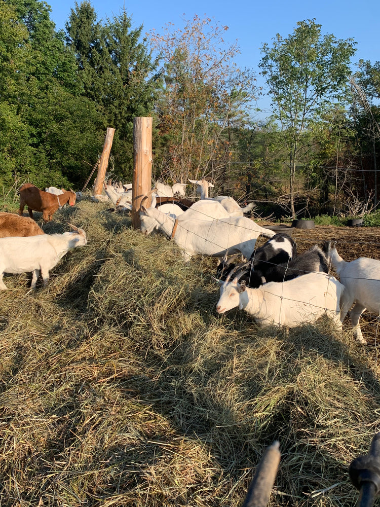 Northern Cross Farms – northerncrossfarms