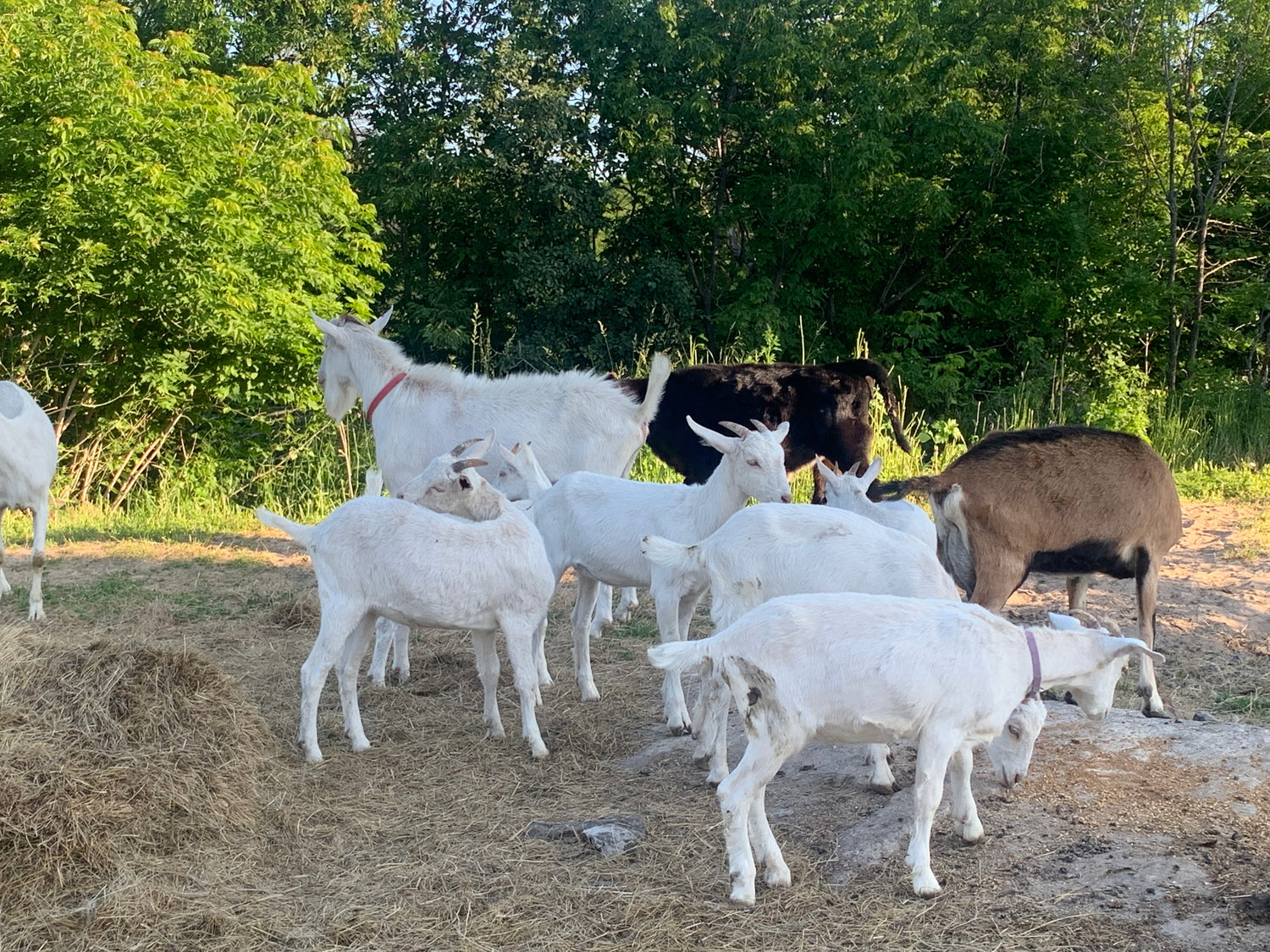 Northern Cross Farms#N# – northerncrossfarms